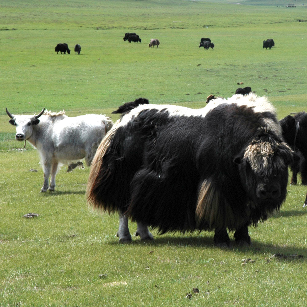 From the steppe to your living room: Unique throw in yak and camel wool ...